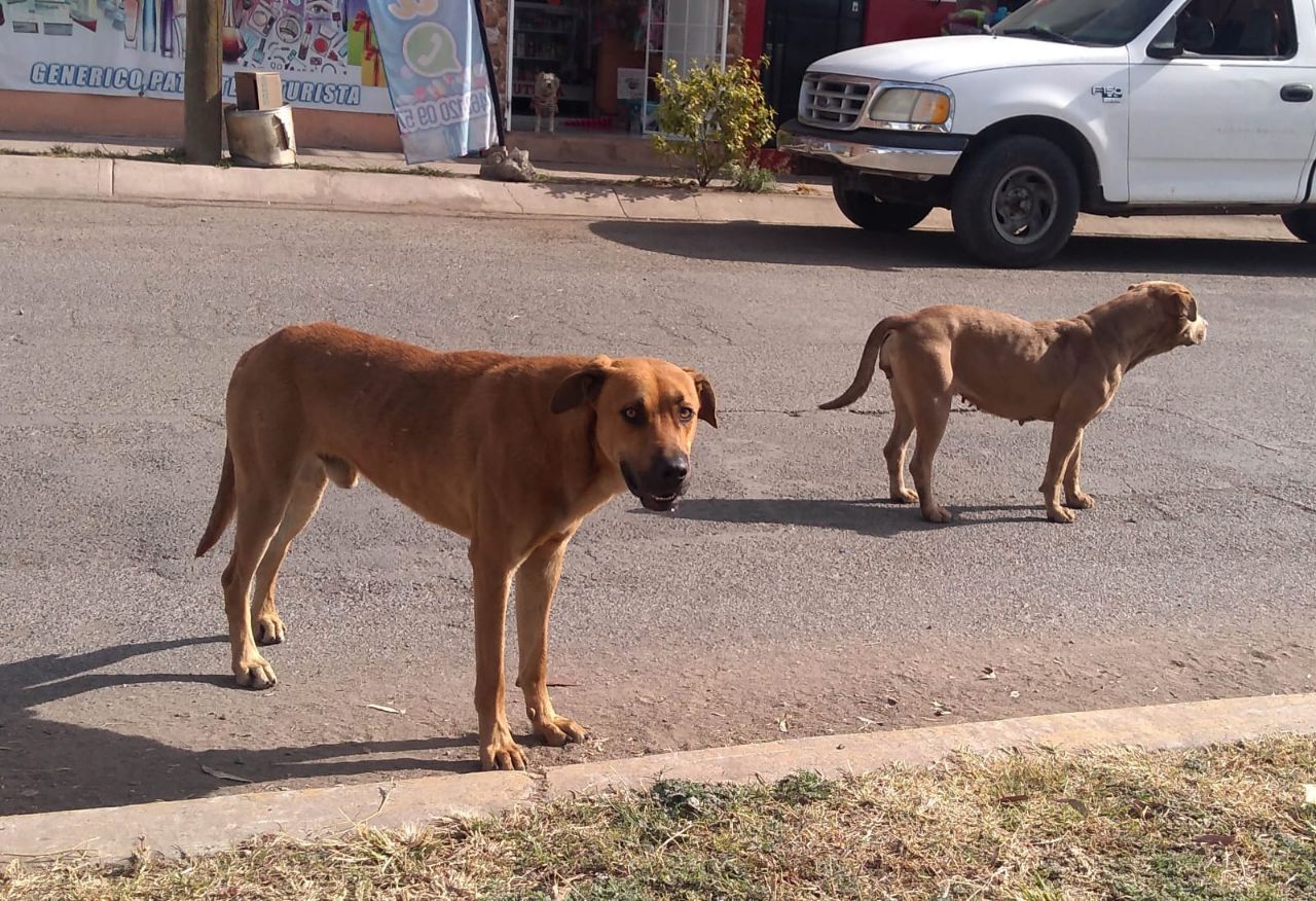 🐕⚠️ ¡ALERTA EN LAS CALLES! Perros Callejeros Agresivos Provocan Más De ...