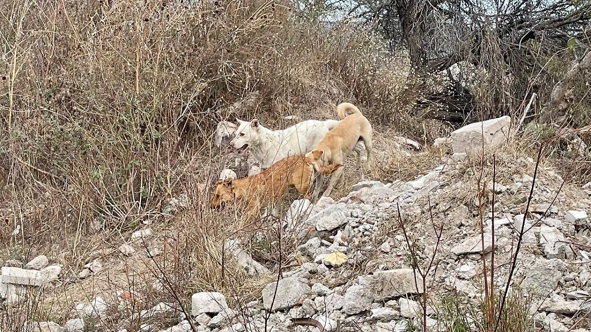 🚨🐕 Abandono De Perros En Cerro Gordo Provoca Formación De Jaurías ...